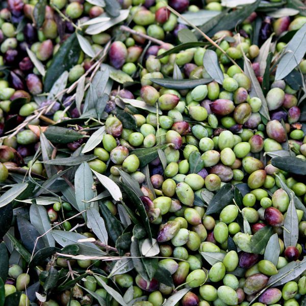 Oliven)Öl - schön & gut – Schmuck und Olivenöl :::